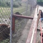 Budapest: Transport & Guided Tour of Bear and Wolf Sanctuary - The Scenic Drive and Enriching Commentary