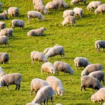 Burgos: sheep milking experience - A Closer Look at the Sheep Milking Experience in Burgos