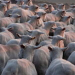 Burgos: sheep shearing experience - Who Would Love This Tour?