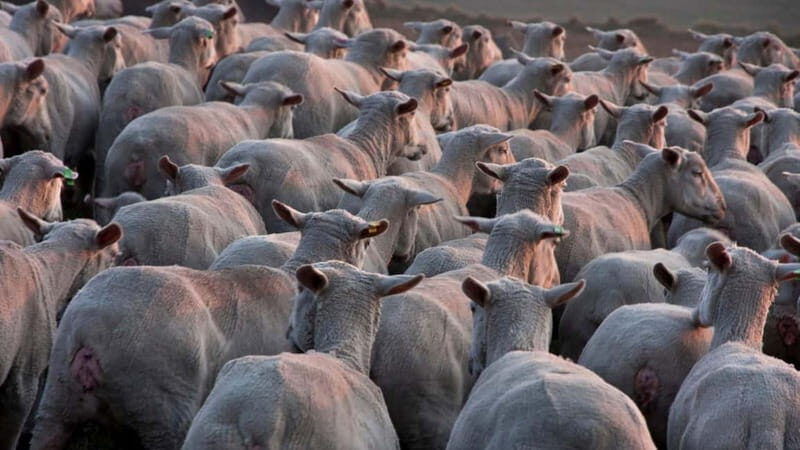 Burgos: sheep shearing experience - Who Would Love This Tour?