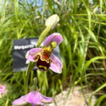 Burren Botany Experience - Who Will Get the Most from This Tour?