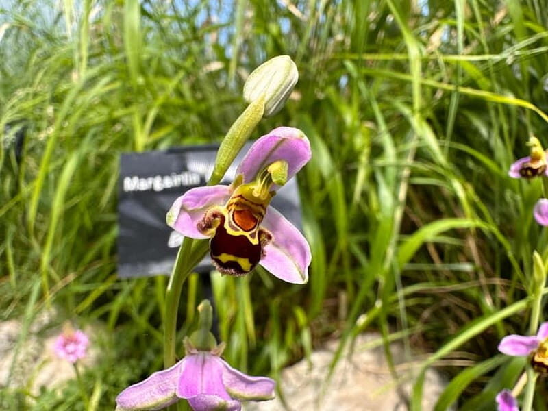 Burren Botany Experience - Who Will Get the Most from This Tour?
