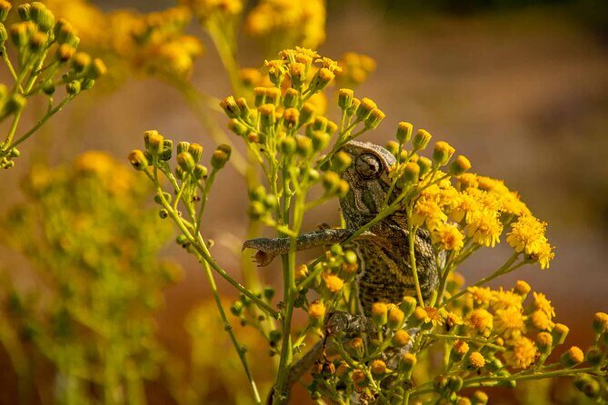 Buskett Woodlands and Dingli Cliffs Nature Walking Private Tour - Exploring the Itinerary in Detail