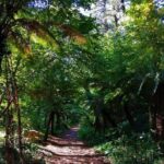 Bussaco Forest Walking Experience, half day from Coimbra - Who Will Love This Tour