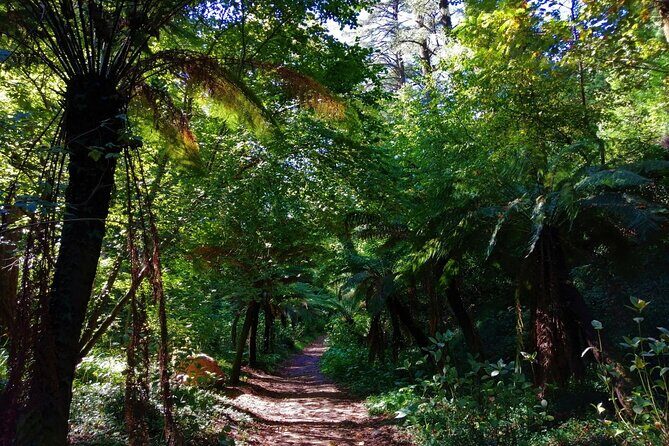 Bussaco Forest Walking Experience, half day from Coimbra - Who Will Love This Tour