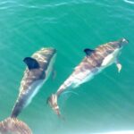 Cabanas de Tavira: Dolphin Watching Boat Tour - What’s Included and What’s Not