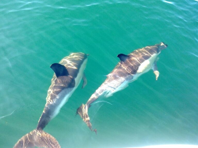 Cabanas de Tavira: Dolphin Watching Boat Tour - What’s Included and What’s Not