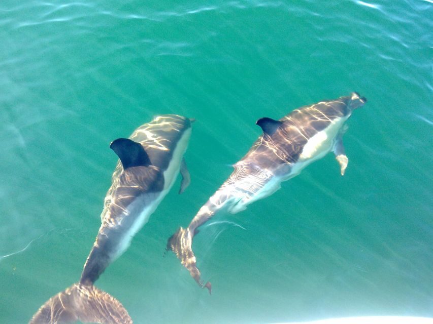 Cabanas de Tavira: Dolphin Watching Boat Tour - What’s Included and What’s Not