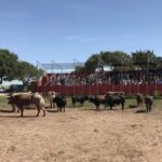 Cadiz: Andalusian Horses and Bulls Country Show - Who Will Love This Tour?