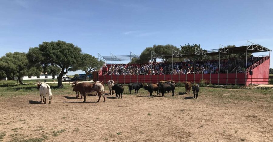 Cadiz: Andalusian Horses and Bulls Country Show - Who Will Love This Tour?