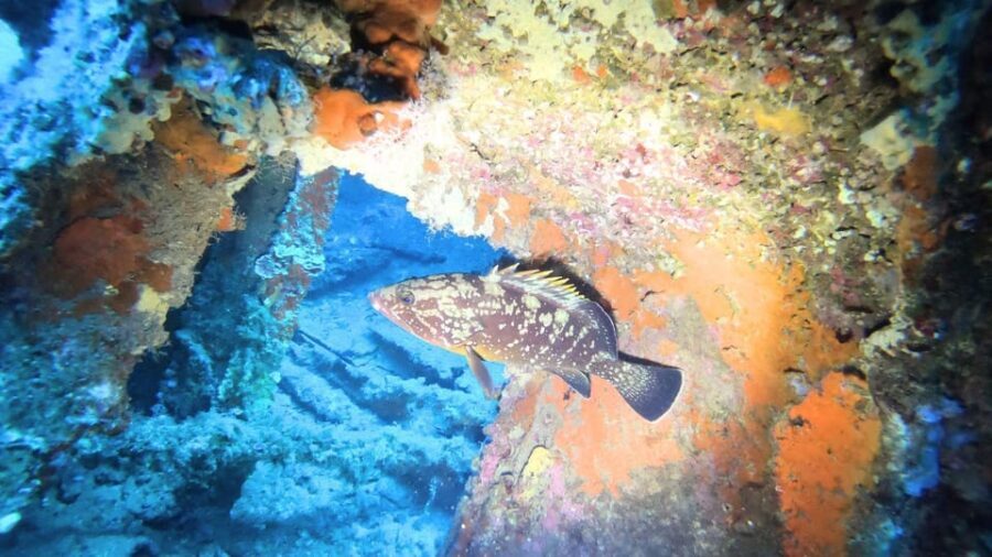 Cagliari: Diving in the Gulf of Angeles - Authentic Experiences and Satisfaction