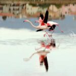 Cagliari Half-Day Private Sightseeing Tour - Practical Details & Why They Matter