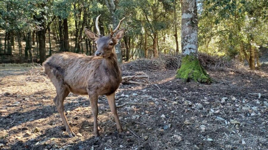 Cagliari: hiking on the deers' trail in Sette Fratelli Park - Why This Tour Is Worth Considering