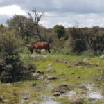 Cagliari: Nuraghe Barumini and Giara Park with Wine Tasting - Exploring the Basaltic Plateau and Wild Horses of Giara Park