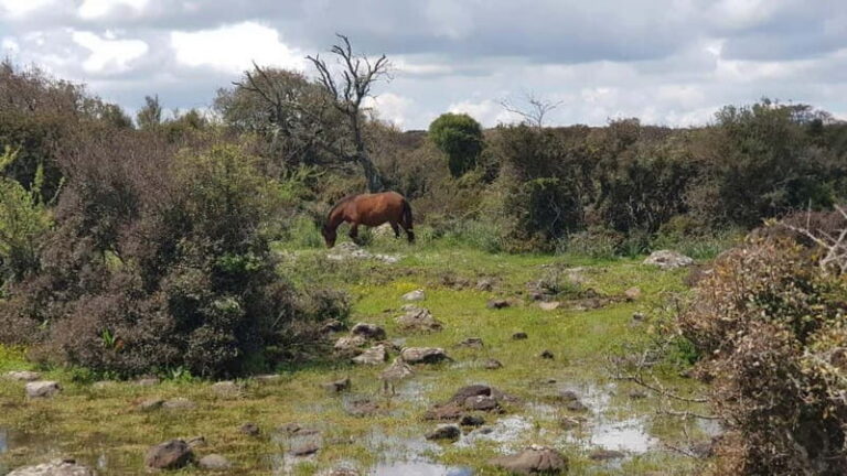 Cagliari: Nuraghe Barumini and Giara Park with Wine Tasting - Exploring the Basaltic Plateau and Wild Horses of Giara Park