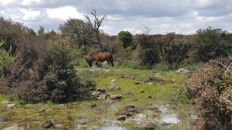 Cagliari: Nuraghe Barumini and Giara Park with Wine Tasting - Exploring the Basaltic Plateau and Wild Horses of Giara Park