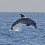 Cagliari: Southwest Chia and Teulada Private Boat Tour - An In-Depth Look at the Experience
