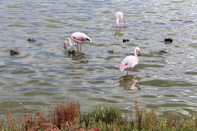 Cagliari urban trekking experience: the city you did not expect - Who Will Love This Tour?