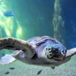 Cala Gonone: Cala Gonone Aquarium Entry Ticket - The Layout and What Youll See