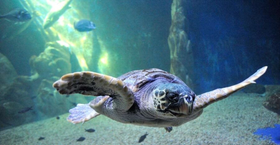 Cala Gonone: Cala Gonone Aquarium Entry Ticket - The Layout and What Youll See