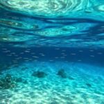 Cala Gonone: Snorkeling in the Orosei Gulf - Why This Tour Is a Great Choice