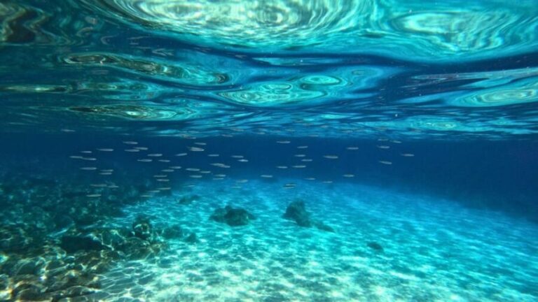 Cala Gonone: Snorkeling in the Orosei Gulf - Why This Tour Is a Great Choice