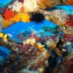 Calvi: PE12 Certificate Diving Lessons with Instructor - Why This Experience Is Worth It