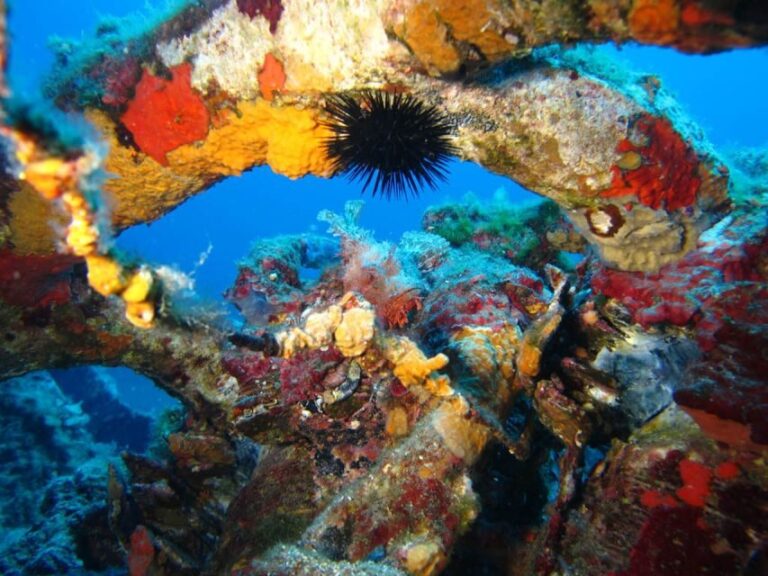 Calvi: PE12 Certificate Diving Lessons with Instructor - Why This Experience Is Worth It