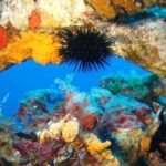 Calvi: PE20 Certificate Diving Lessons with Instructor - The Logistics: Practical Details to Know