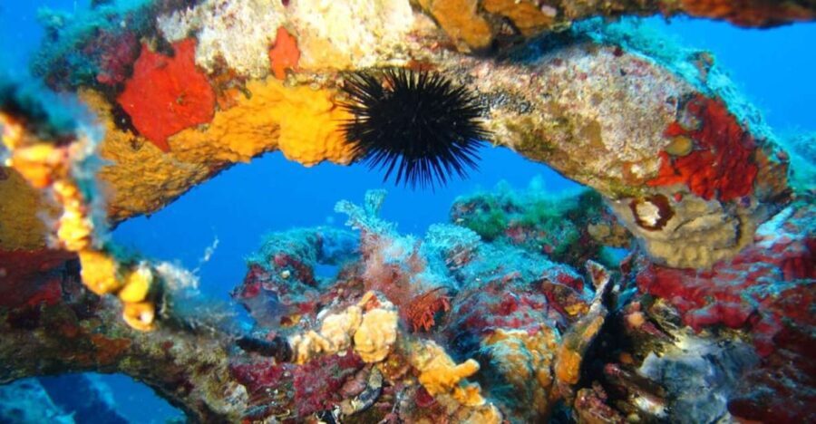 Calvi: PE20 Certificate Diving Lessons with Instructor - The Logistics: Practical Details to Know