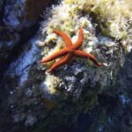 Calvi: PE40 Certificate Diving Lesson with Instructor - An In-Depth Look at the Calvi PE40 Diving Course