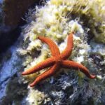 Calvi: Pointe de la Revellata Snorkeling Boat Tour - The Value of This Tour
