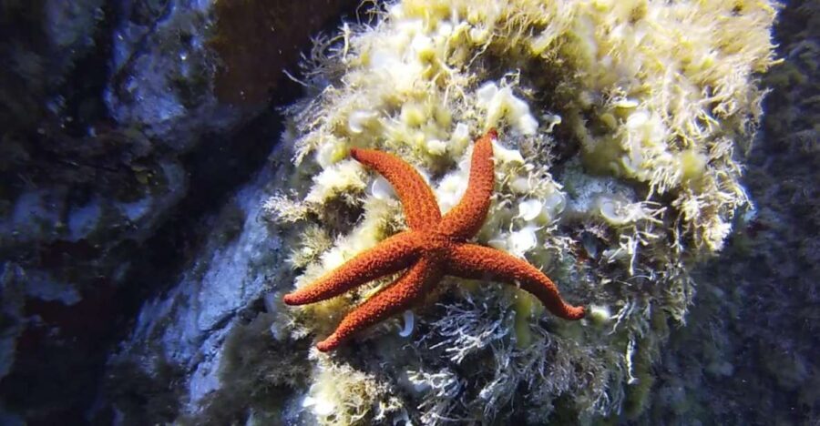 Calvi: Pointe de la Revellata Snorkeling Boat Tour - The Value of This Tour