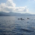 Calvi: Scandola and Girolata 6-Hour Boat Tour - Experiencing the UNESCO-Listed Scandola Reserve