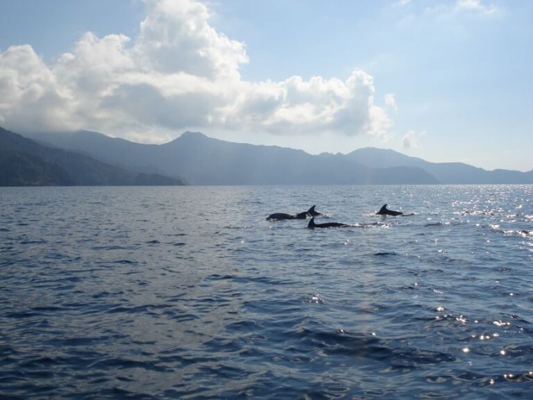 Calvi: Scandola and Girolata 6-Hour Boat Tour - Experiencing the UNESCO-Listed Scandola Reserve