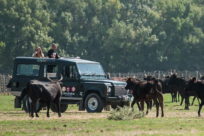 Camargue 4x4 Safari VIP Tour - What the Tour Offers: A Full Breakdown