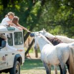 Camargue: Half-Day 4x4 Guided Safari Adventure - Who Will Love This Tour?