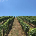 Camerota: Guided wine tasting - A Closer Look at the Itinerary