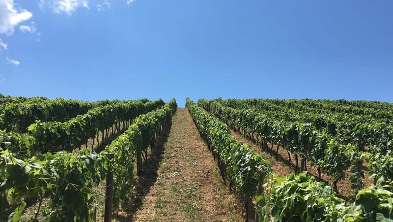 Camerota: Guided wine tasting - A Closer Look at the Itinerary