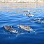Can Picafort: Boat trips along the north coast of Mallorca - Authentic experiences and traveler impressions