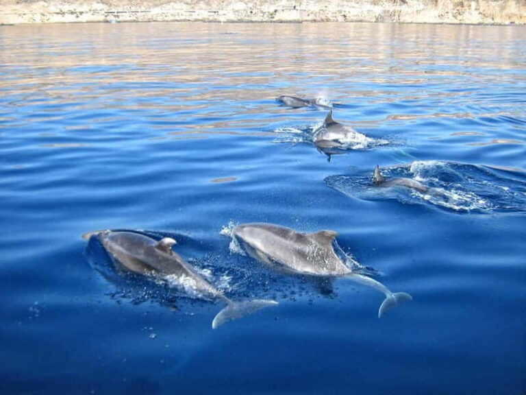 Can Picafort: Boat trips along the north coast of Mallorca - Authentic experiences and traveler impressions