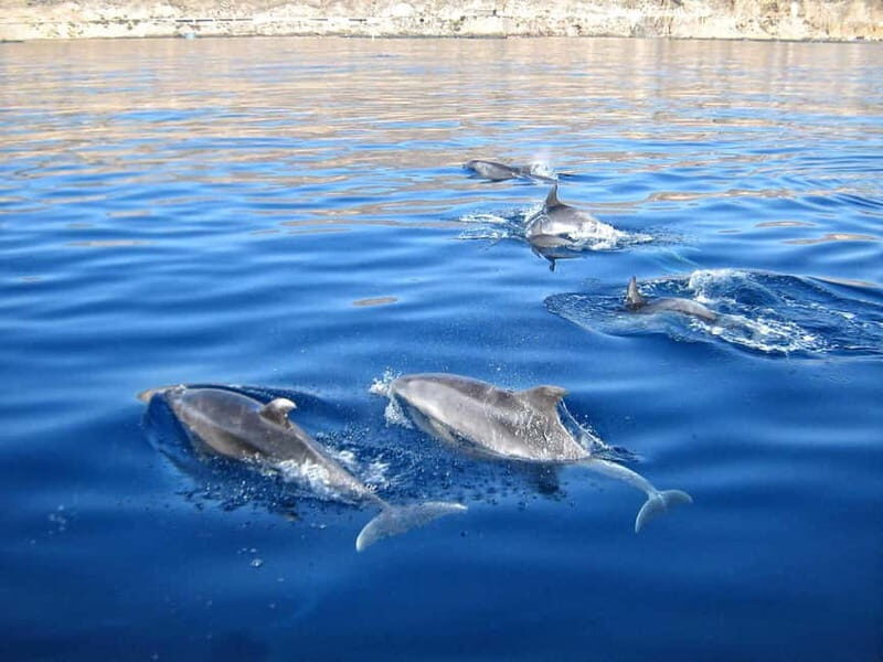Can Picafort: Boat trips along the north coast of Mallorca - Authentic experiences and traveler impressions