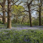 Canterbury: City Nature Tour with Forest Bathing - Exploring Canterbury’s Natural Sanctuary: A Closer Look