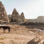Cappadocia: Horse Riding Tour with Hotel Transfer - Why This Tour Offers Great Value