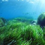 Cargèse: Capo Rosso "Snorkeling" and Sea Cave Tour - The Underwater World and Its Hidden Treasures