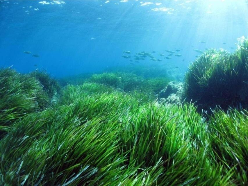 Cargèse: Capo Rosso "Snorkeling" and Sea Cave Tour - The Underwater World and Its Hidden Treasures