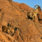 Cargèse: Scandola and Piana Boat Tour with Stop at Girolata - The Value of a 6-Hour Small-Group Tour