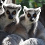 Carini: admission ticket to the Biopark of Sicily - Who Should Visit?
