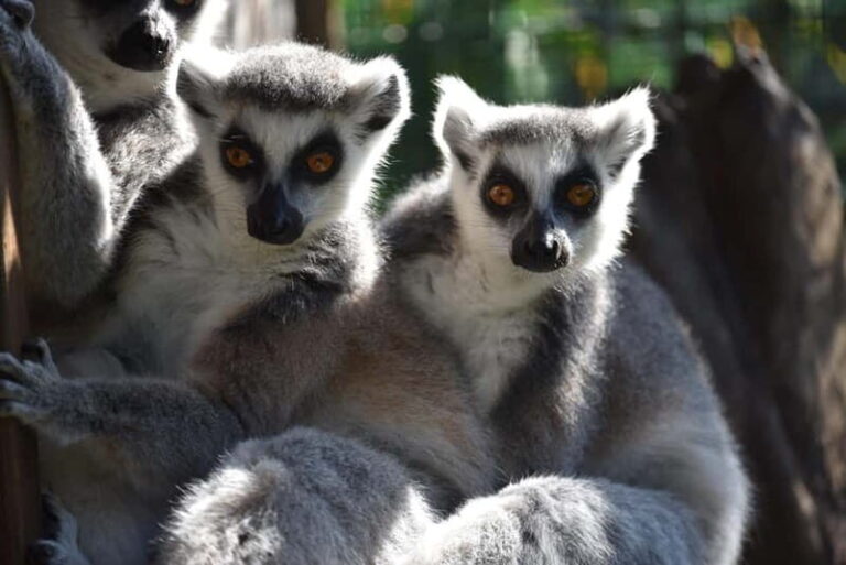 Carini: admission ticket to the Biopark of Sicily - Who Should Visit?