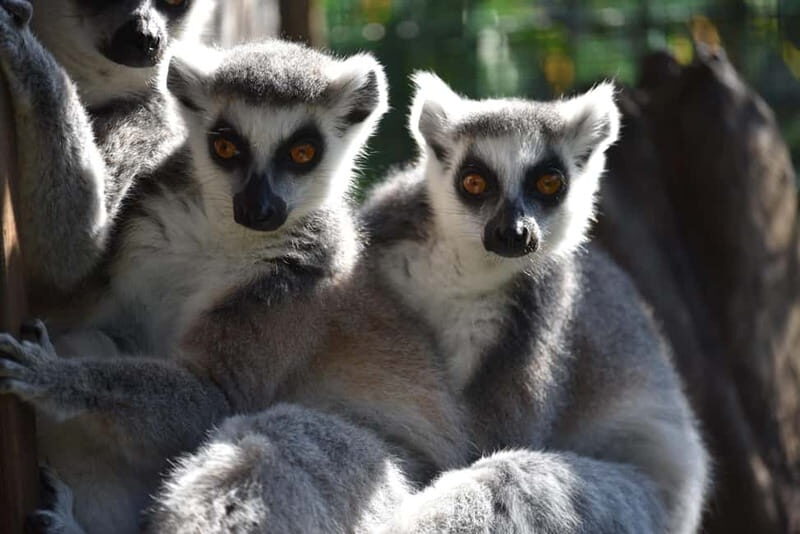 Carini: admission ticket to the Biopark of Sicily - Who Should Visit?
